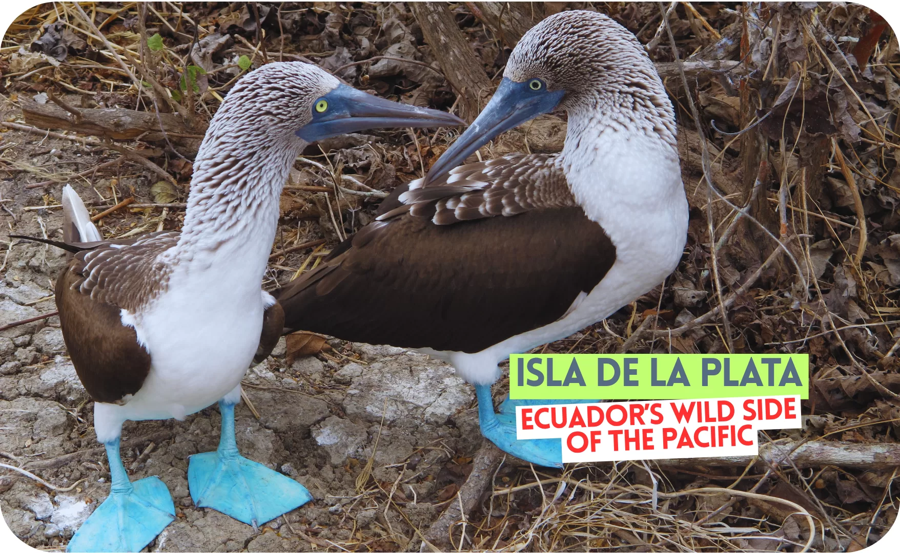 Isla de la Plata: Ecuador’s wild side of the Pacific → nosfui
